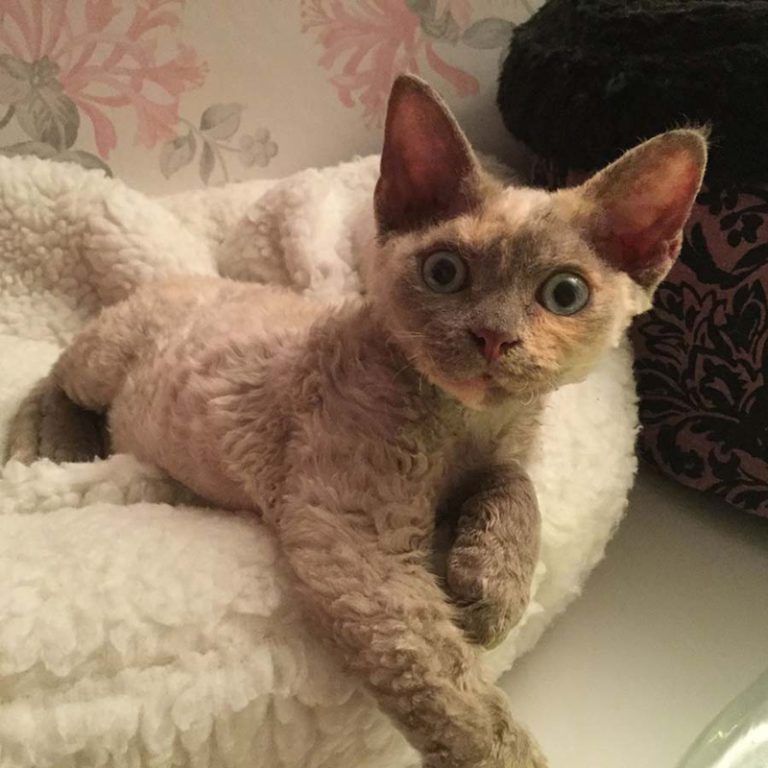 Девон-рекс: описание породы, 12 фото, уход, особенности содержания