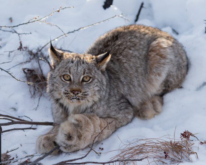 Канадская рысь: 50+ фото, можно ли купить котят, цена, описание