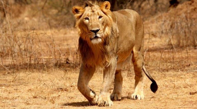 Лев, львица: 118 фото, описание, подвиды, почему царь зверей