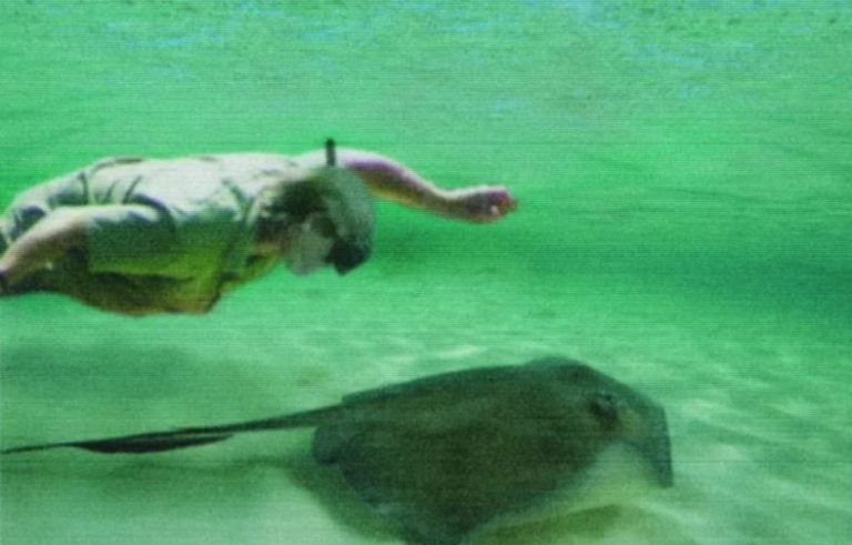 Стив Ирвин: великий натуралист и его последние съемки