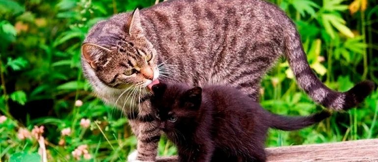 По-моему это самая красивая кошка, которую я когда-либо видела, причём ...