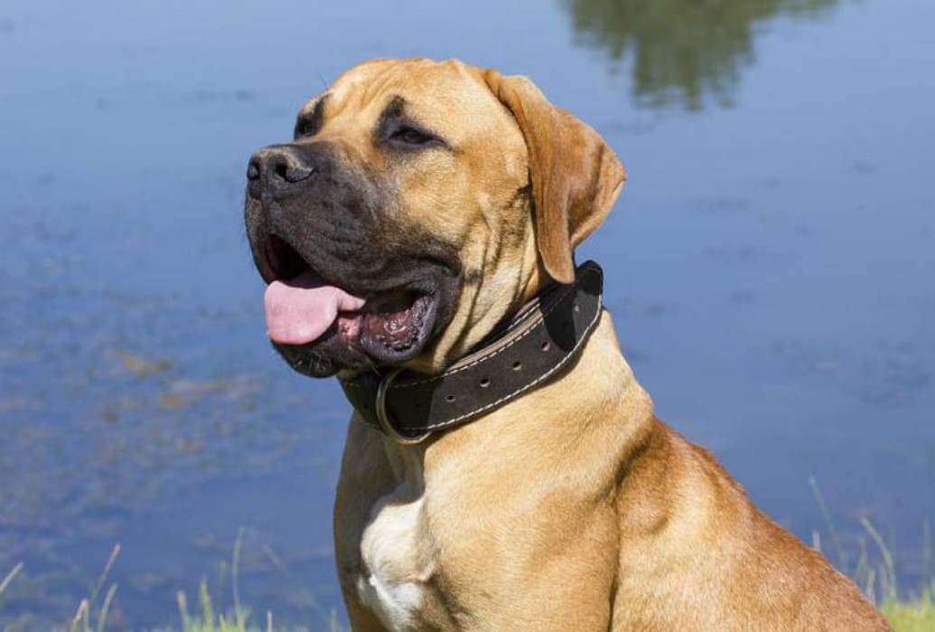 Американский мастиф: 40+ фото, описание, отзывы, цена