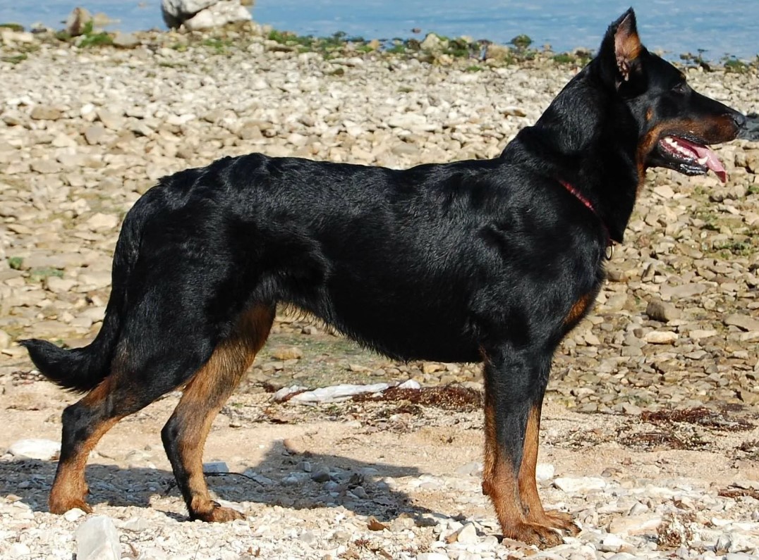 Босерон (французская овчарка): 93 фото, описание, отзывы