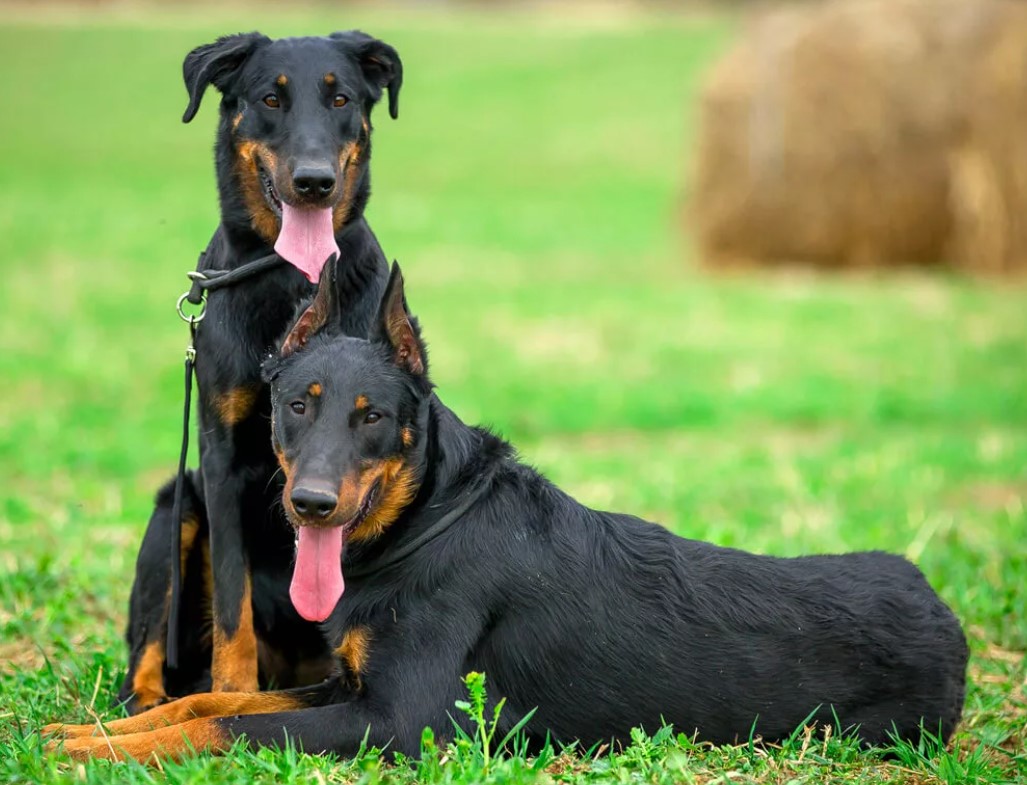 Босерон (французская овчарка): 93 фото, описание, отзывы