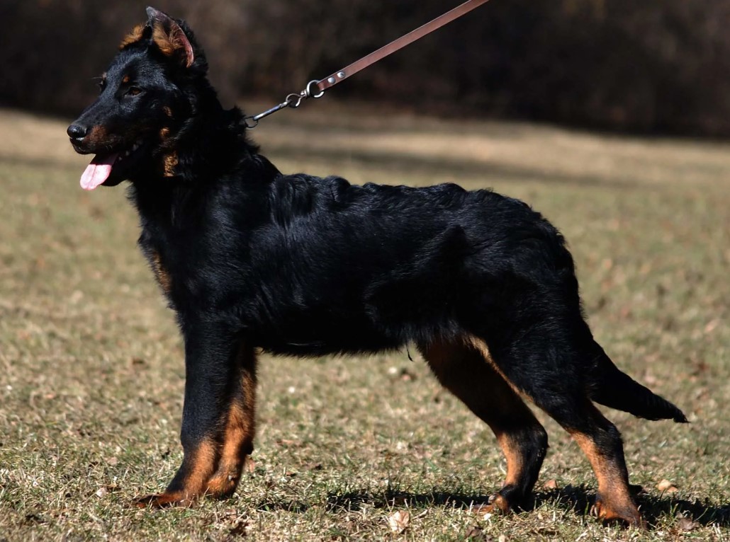 Босерон (французская овчарка): 93 фото, описание, отзывы