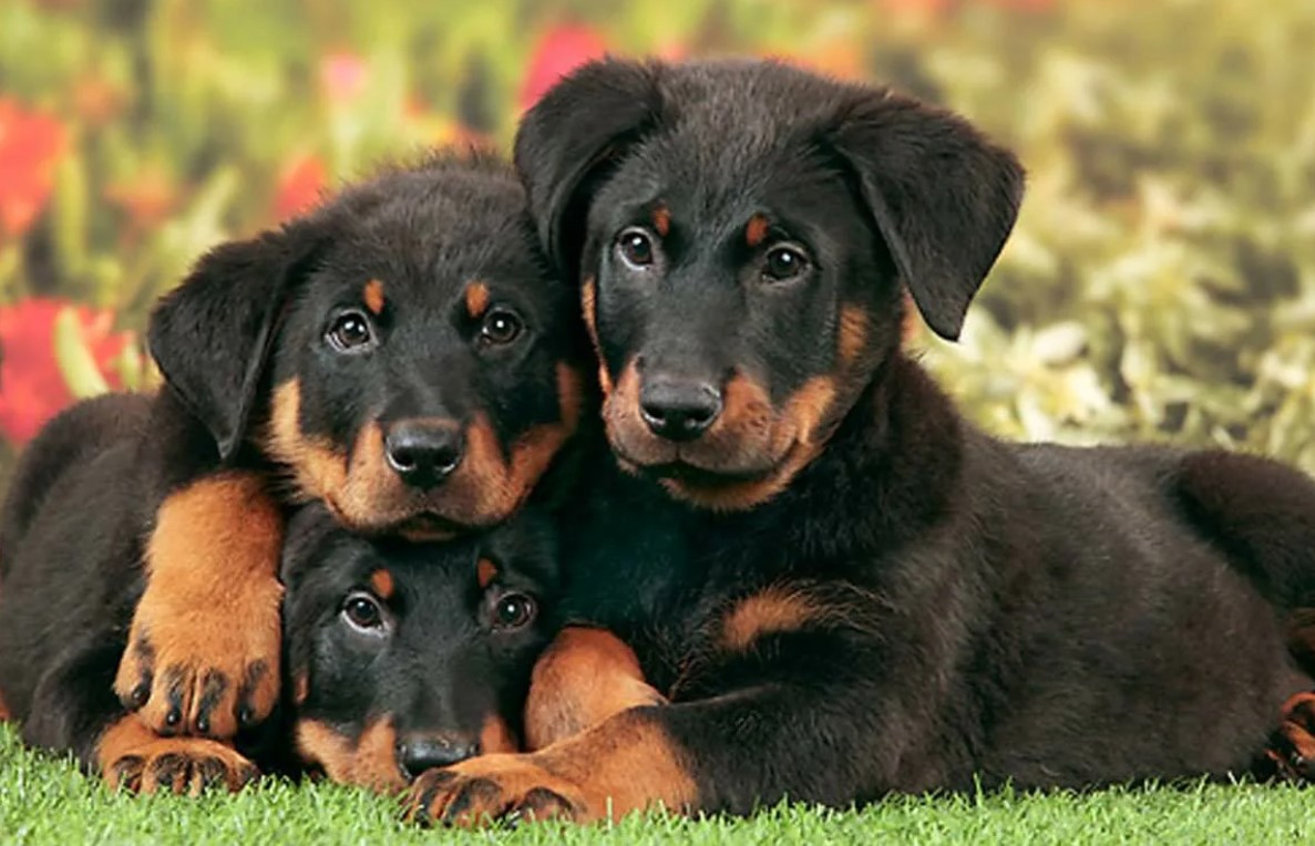 Босерон (французская овчарка): 93 фото, описание, отзывы